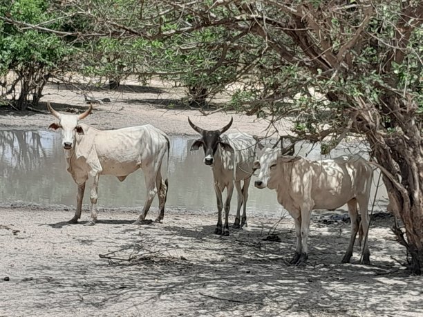 Bulletin de surveillance pastorale de la zone agropastorale du Ferlo ...