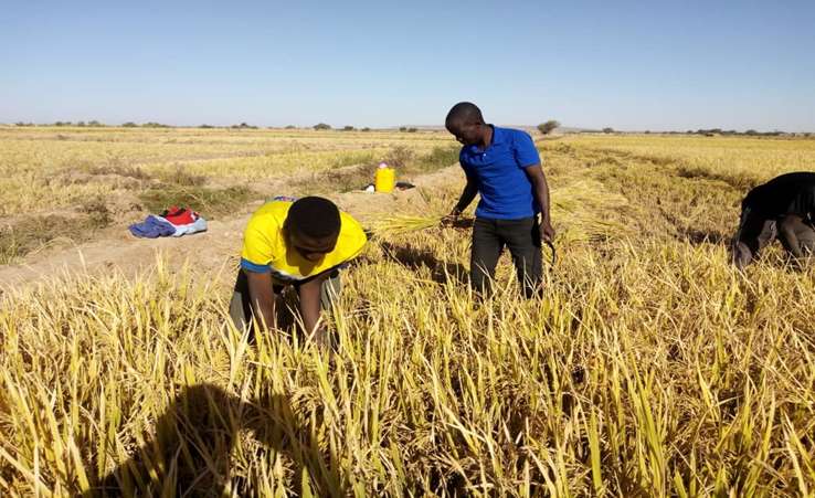 Bulletin de surveillance multisectorielle sur les régions de Tombouctou ...