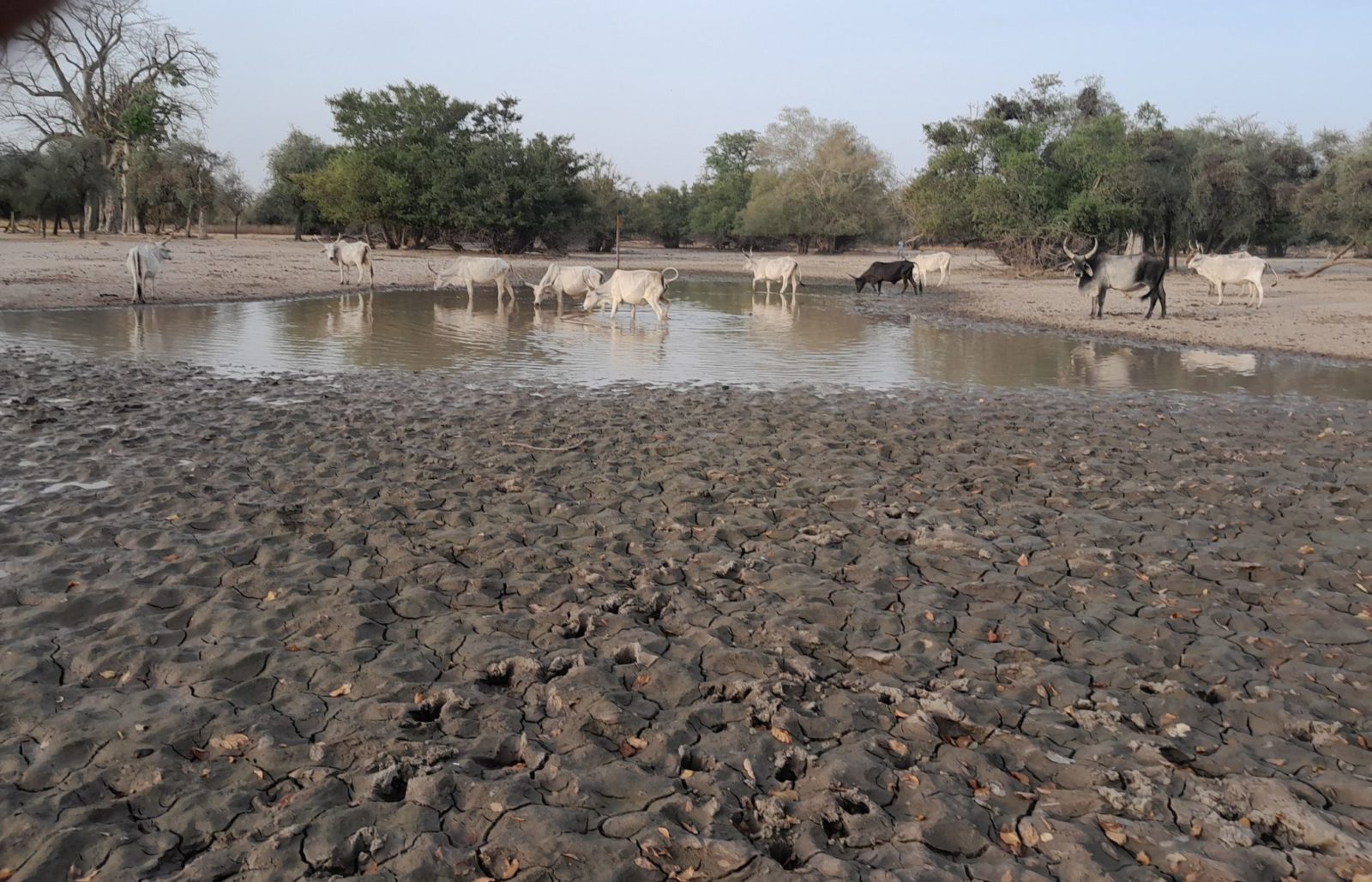 Bulletin de surveillance pastorale de la zone agropastorale du Ferlo au ...