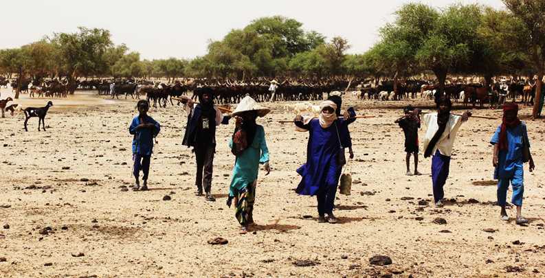 Pastoral Monitoring Bulletin for Niger – June-July 2024 - SIG Sahel - ACF