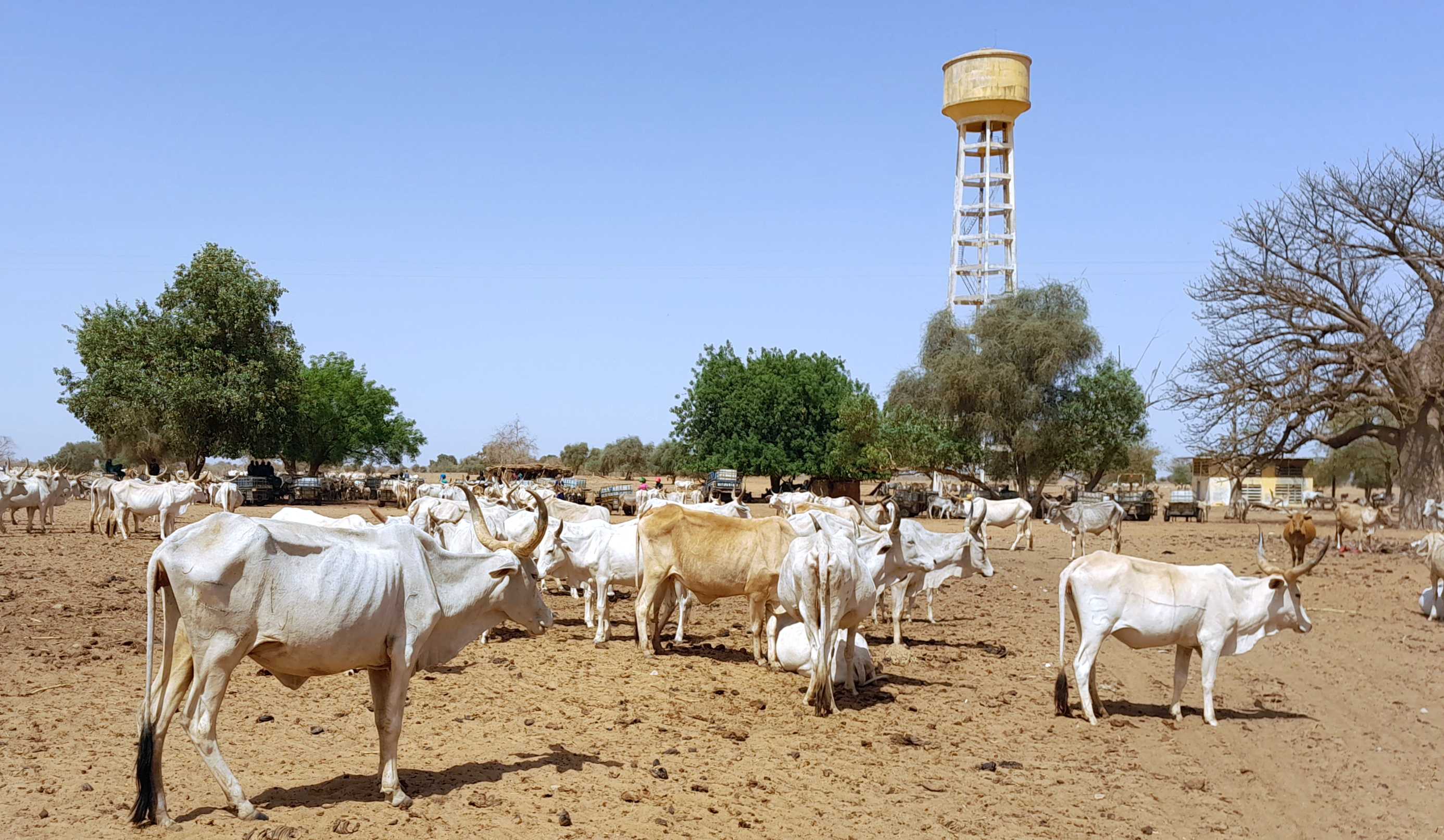 Bi-monthly Pastoral Surveillance bulletin in the Sahel June-July 2024 ...