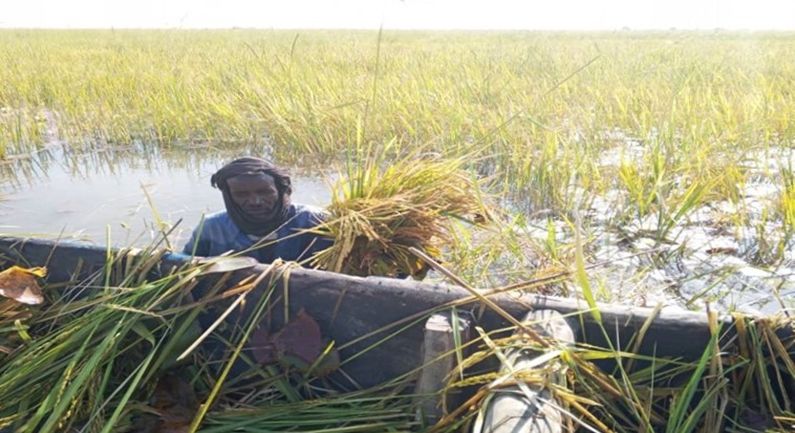 Bulletin de surveillance multisectorielle sur les régions de Tombouctou ...