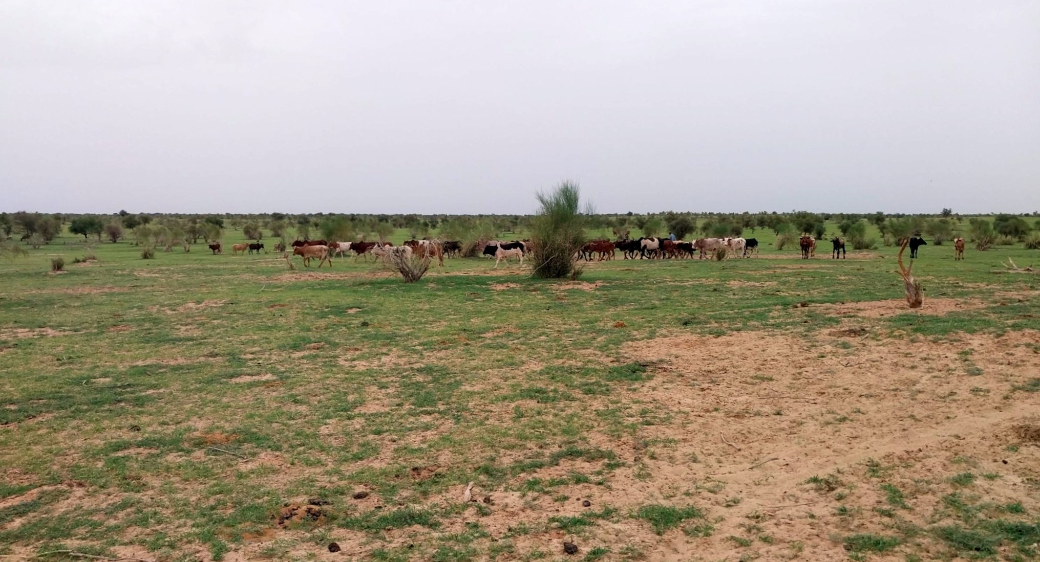 Bi-monthly Pastoral Surveillance bulletin in the Sahel June-July 2025 ...